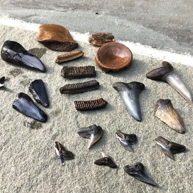 These Are the Most Important Tips for Fossil Hunting – Foxy Fossils