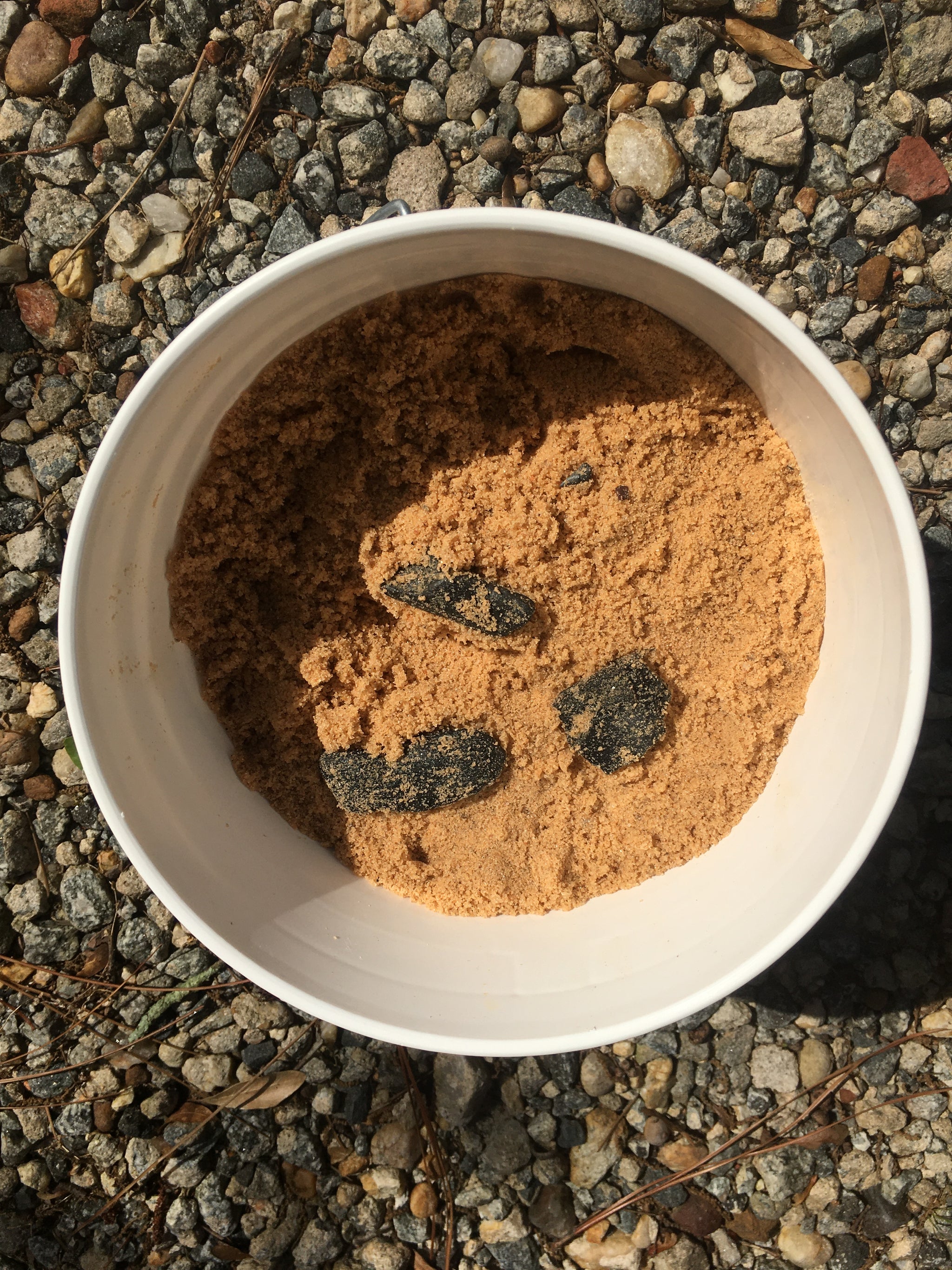 Fossil Dig Kits | REAL Fossils - Foxy Fossils